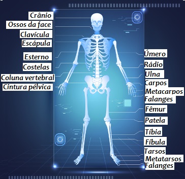 Sistema esquelético. Características do sistema esquelético